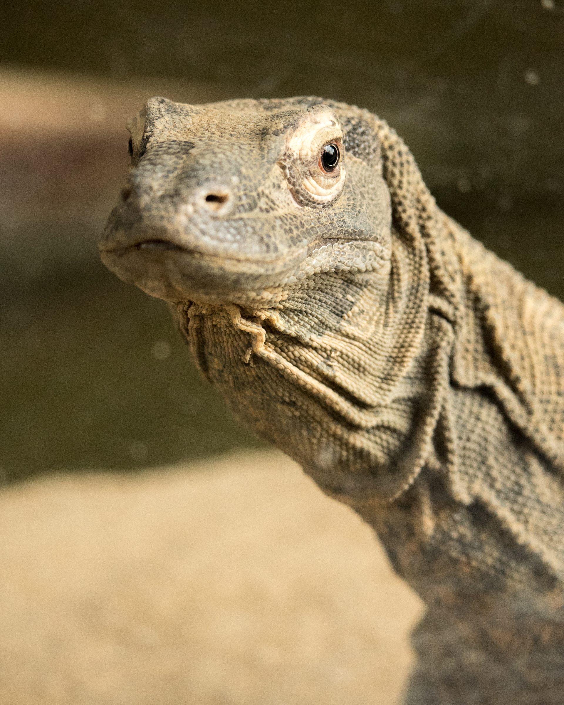 20171113zoo-17 – MPEX Experience